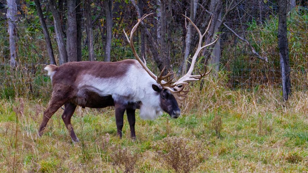 Woodland Caribou Habitat