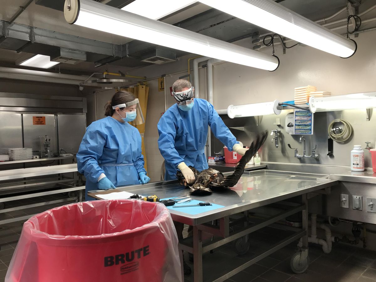 Lead poisoning in wildlife - EHN