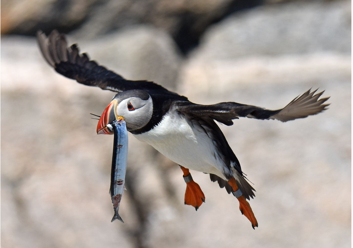 Puffins come back - EHN